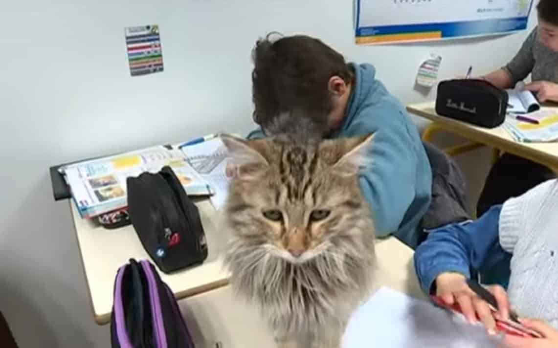 Des chats à l'école pour permettre aux élèves de profiter des bienfaits ...