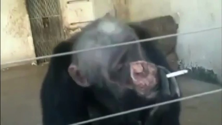 Un singe qui fume cigarette sur cigarette
