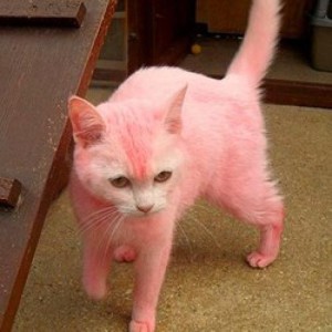 Une femme teint son chat en rose pour l'assortir à ses cheveux