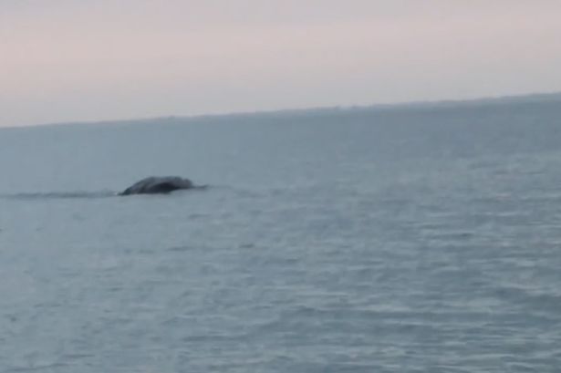 Un monstre marin aperçu en Irlande
