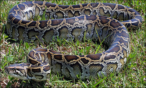 Il survit à l'attaque d'un python en le mordant