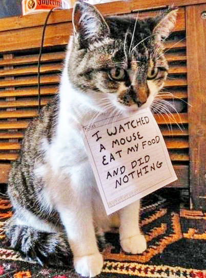 Cat Shaming : fous la honte à ton vilain chat lorsqu'il fait des ...