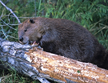 Un castor tueur en Biélorussie