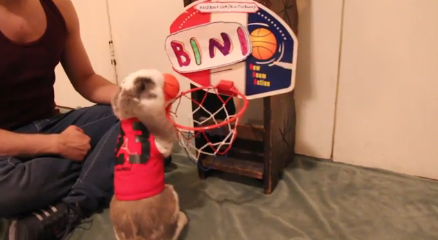 Bini The Bunny : le lapin dunker qui fait le buzz