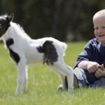 TOP 10 des plus gros/petits animaux d'une même espèce