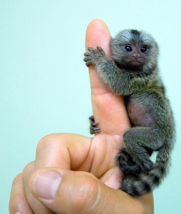 TOP 10 des plus gros/petits animaux d'une même espèce