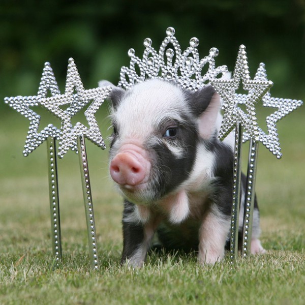 15 photos de mini cochons qui vont vous faire fondre