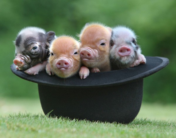 15 photos de mini cochons qui vont vous faire fondre