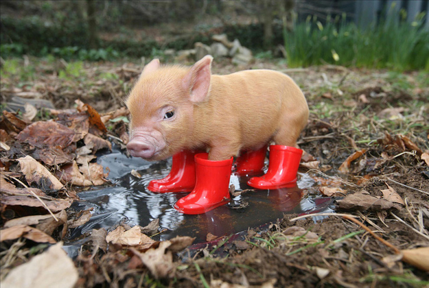 15 photos de mini cochons qui vont vous faire fondre