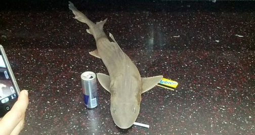 Un requin mort retrouvé dans le métro New Yorkais