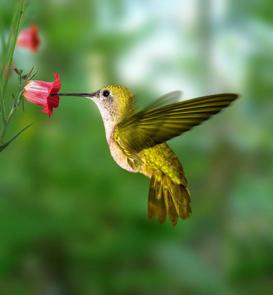 VIDEO : Il recueille un bébé colibri, la maman vient le nourrir dans sa ...