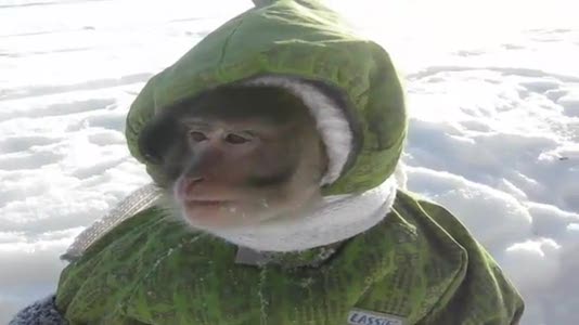 Vous allez fondre pour cet adorable petit singe qui court tout habillé ...