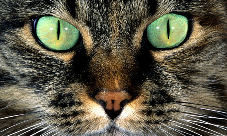 Le monde vu par les animaux