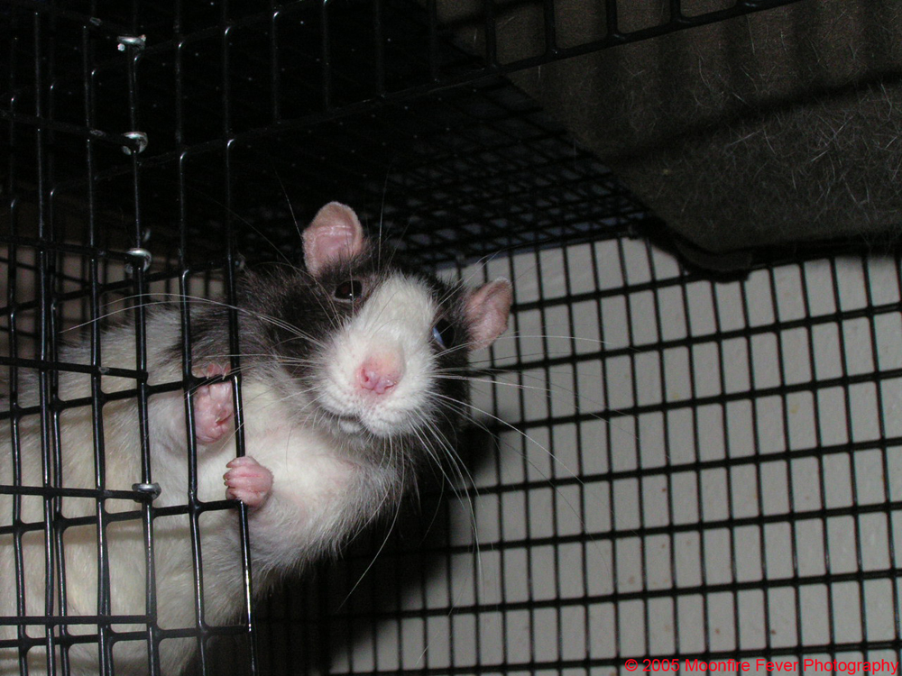 Oreo : la cocaine les rats