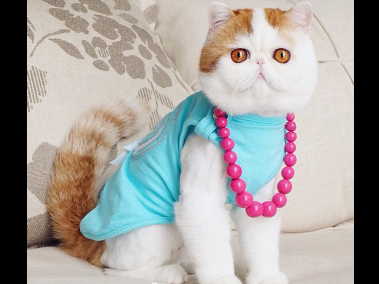 Snoopybabe : le chat Chinois qui voulait faire de l'ombre à Grumpy Cat