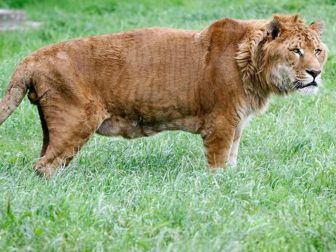 Connaissez vous le ligre, un félin mi-tigre mi-lion