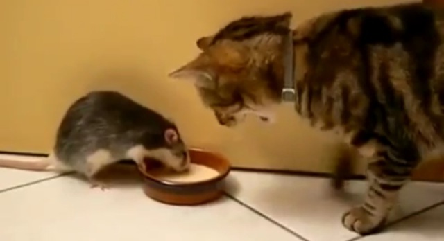 Les rats ne partagent pas avec les chats
