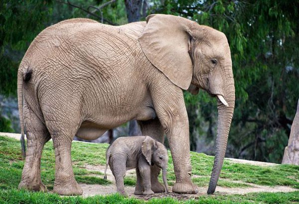 24 animaux et leur «mini-moi» qui vont vous faire craquer ! - Page 3 sur 4