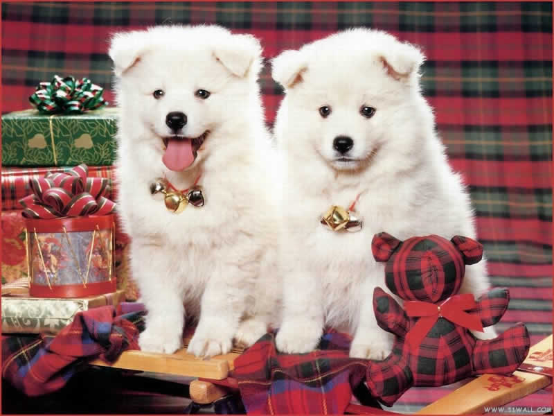 30 photos d'animaux qui adorent Noël