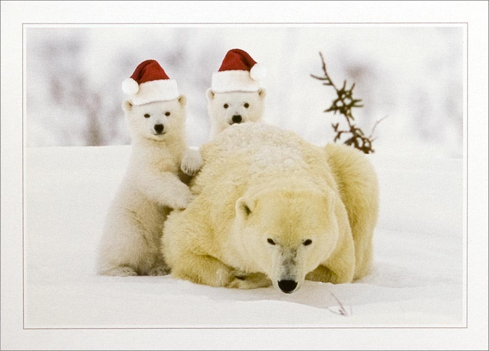 30 photos d'animaux qui adorent Noël