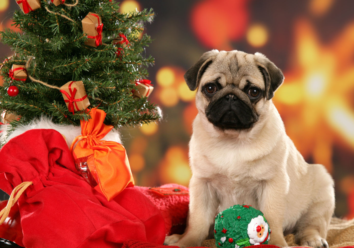 30 photos d'animaux qui adorent Noël