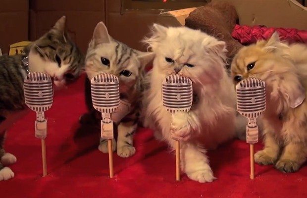 Poopy Cat Dolls : LE groupe qui vous fera ronronner