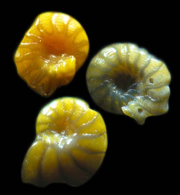 Le sable sous microscope, ça donne quoi