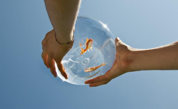 Un cocktail au poisson rouge, la dernière tendance anglaise