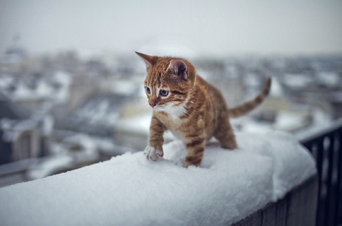 Un chat à la découverte de la neige, c'est merveilleux