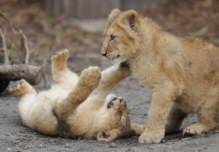 Naissance de trois bébés lions d'Asie au Muséum de Besançon