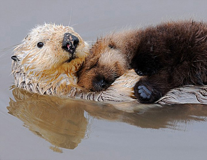 35 adorables photos d'animaux qui s’utilisent mutuellement comme oreillers