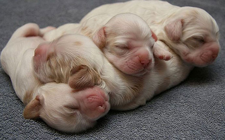 35 adorables photos d'animaux qui s’utilisent mutuellement comme oreillers