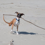 On vous présente Duncan, le boxer à deux pattes qui fait sa première ...