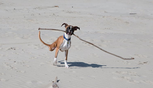 On vous présente Duncan, le boxer à deux pattes qui fait sa première ...
