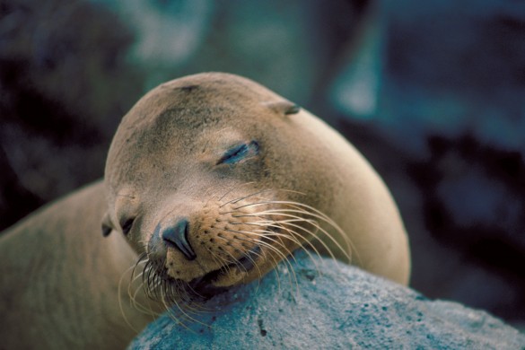 Atteint du syndrome d'Asperger, ce petit garçon va se lier d'amitié ...