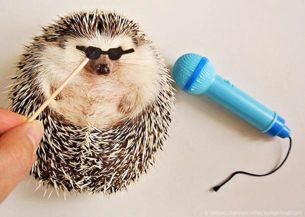 MARUTARO : La star des hérissons japonais