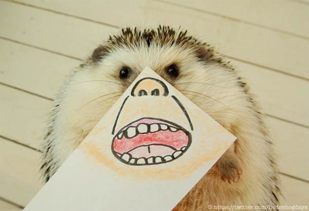 MARUTARO : La star des hérissons japonais