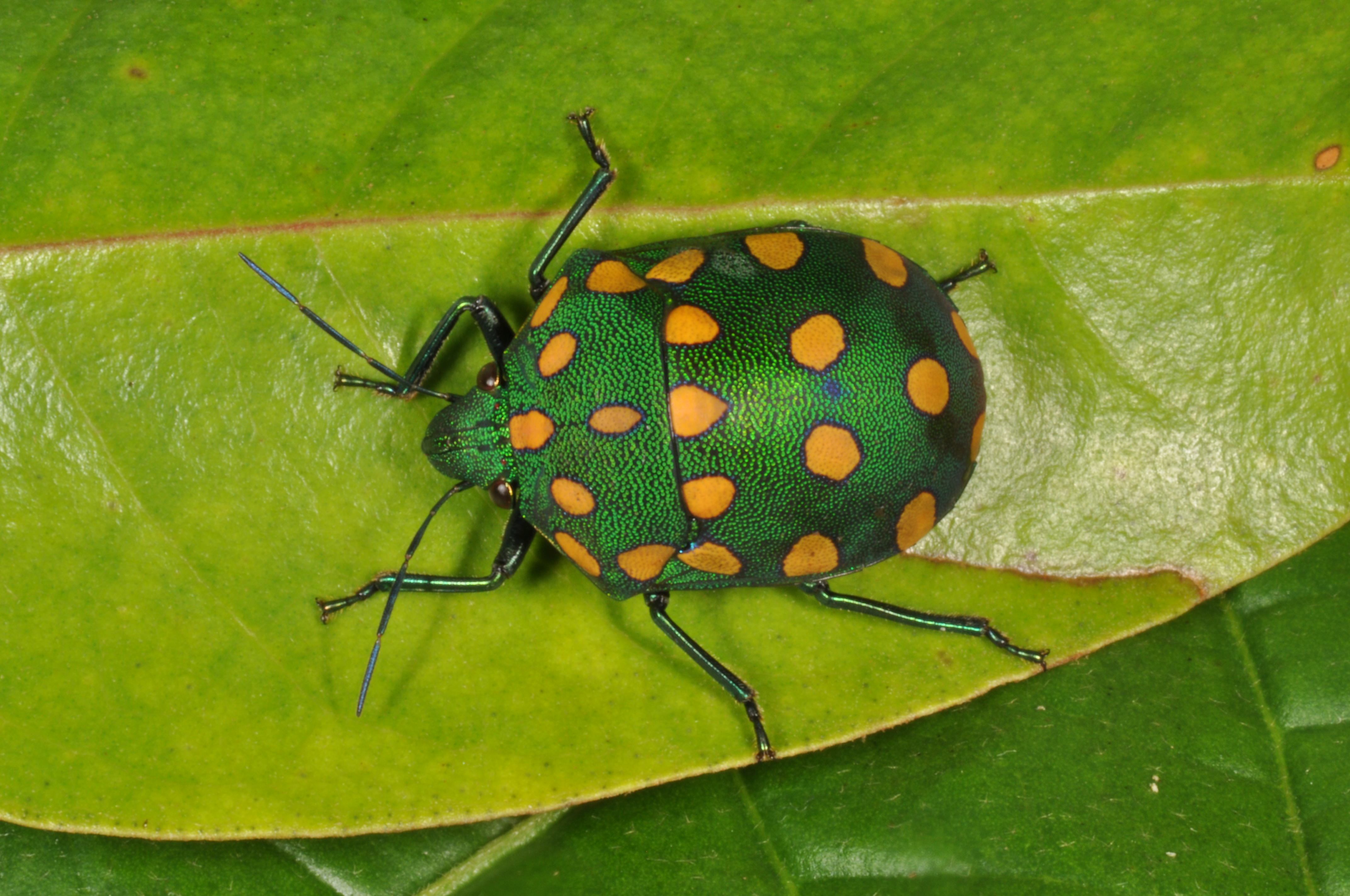Le saviez-vous #256: les insectes ne ressentent pas la douleur!