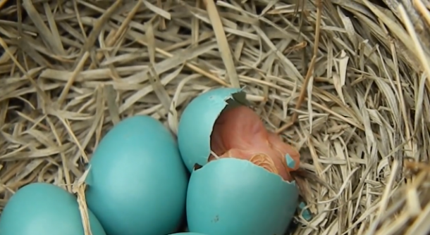 [VIDEO] Expérience inédite! Assistez à la naissance d'un poussin en direct!