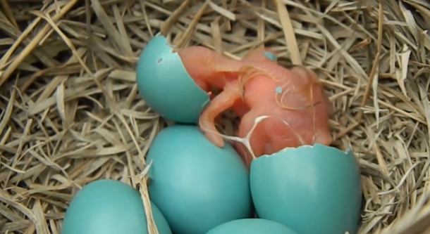 [VIDEO] Expérience inédite! Assistez à la naissance d'un poussin en direct!
