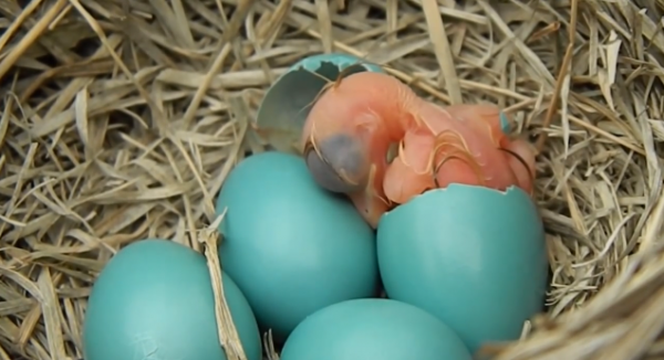 [VIDEO] Expérience inédite! Assistez à la naissance d'un poussin en direct!