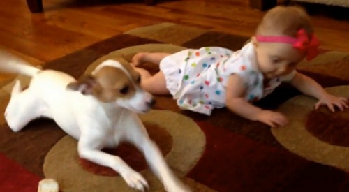 Vidéo : Insolite ! Ce chien apprend à un bébé comment ramper