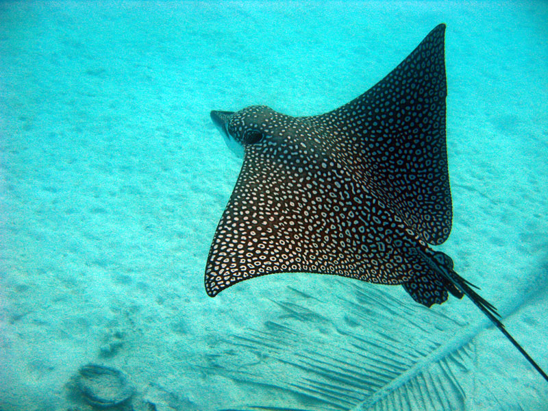 [Vidéo] Un homme provoque une raie et se fait attaquer en retour