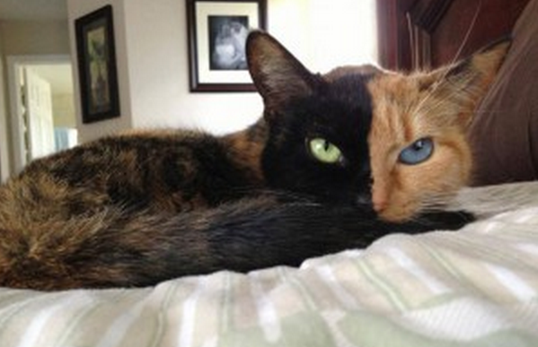 [PHOTOS] Découvrez Venus, le chat double-face