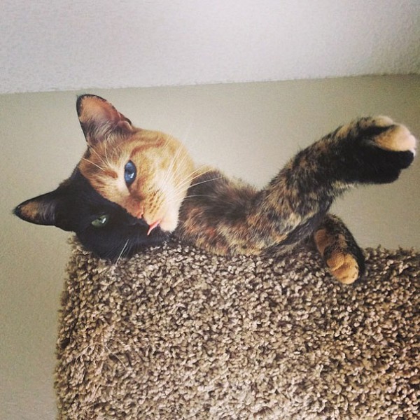 [PHOTOS] Découvrez Venus, le chat double-face