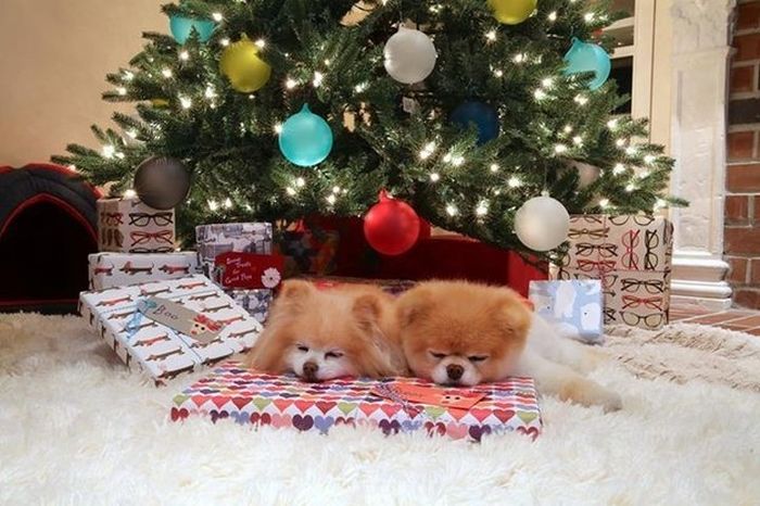 Boo le chien star du web s'est trouvé une petite amie