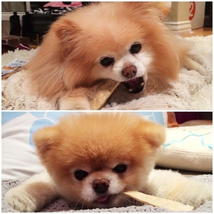 Boo le chien star du web s'est trouvé une petite amie