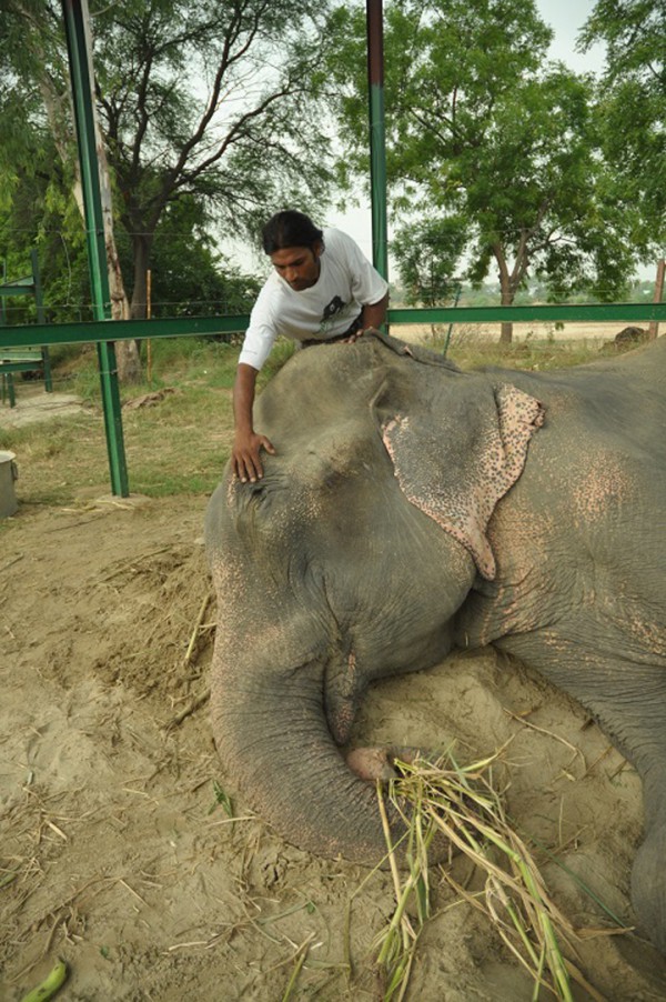 Un éléphant prisonnier depuis 50 ans pleure en étant libéré