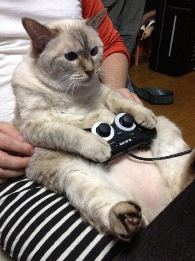 [Photos] Les chats sont aussi de vrais gamers