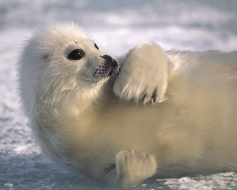 [VIDEO] Un adorable bébé phoque se débat dans la neige